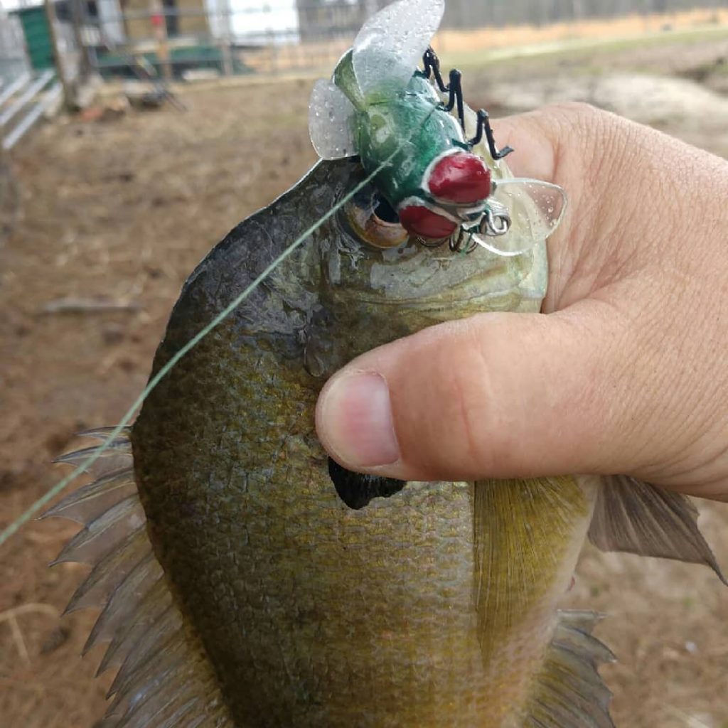 Gallery with catches – DM Cricket Lures